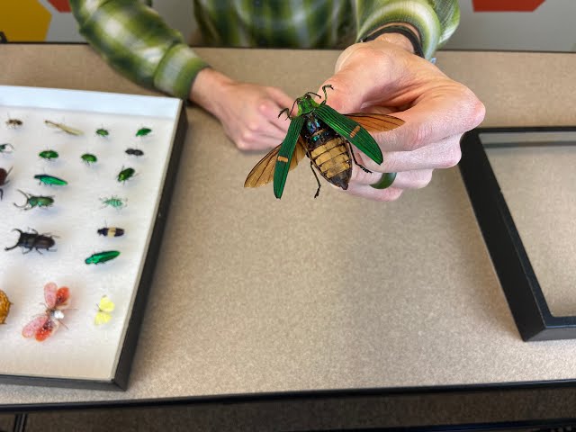 Basic Insect Collecting Kit