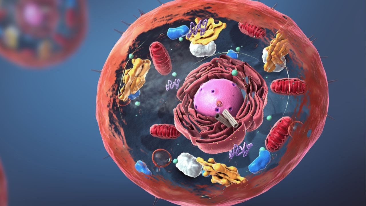 Cell nucleus: functions, structure and characteristics