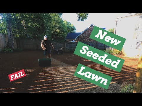 New Fescue Seed for Backyard Lawn // Too Early Seeding Project