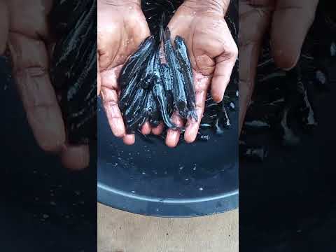 Murrel Fish Seed - Wholesale Price & Mandi Rate for Mudfish seed