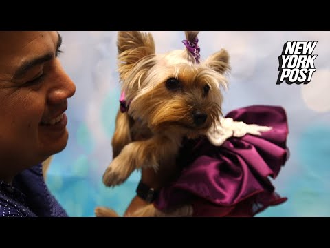 Pet Costumer Creates Clothes for Dogs Looking to Get Adopted | Extraordinary People | New York Post