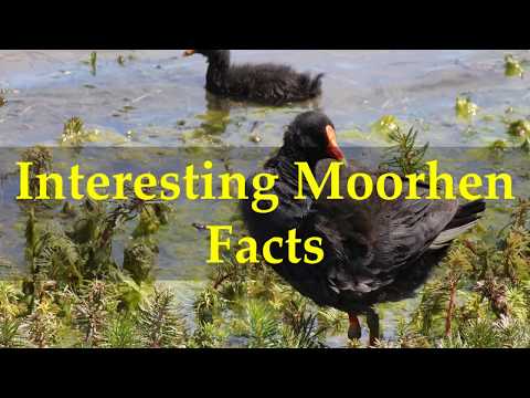 Interesting Moorhen Facts