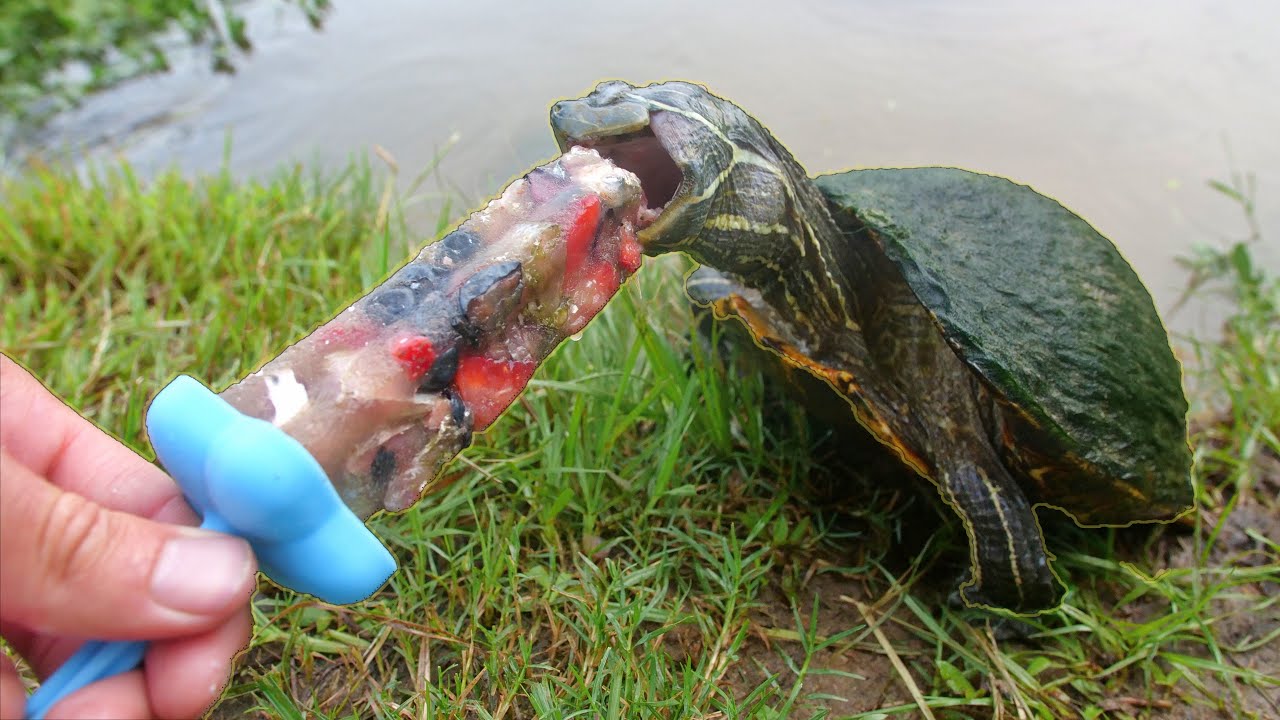 Turtles Love Popsicles!