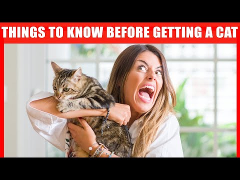 14 Things I Wish I Knew BEFORE Getting a Cat