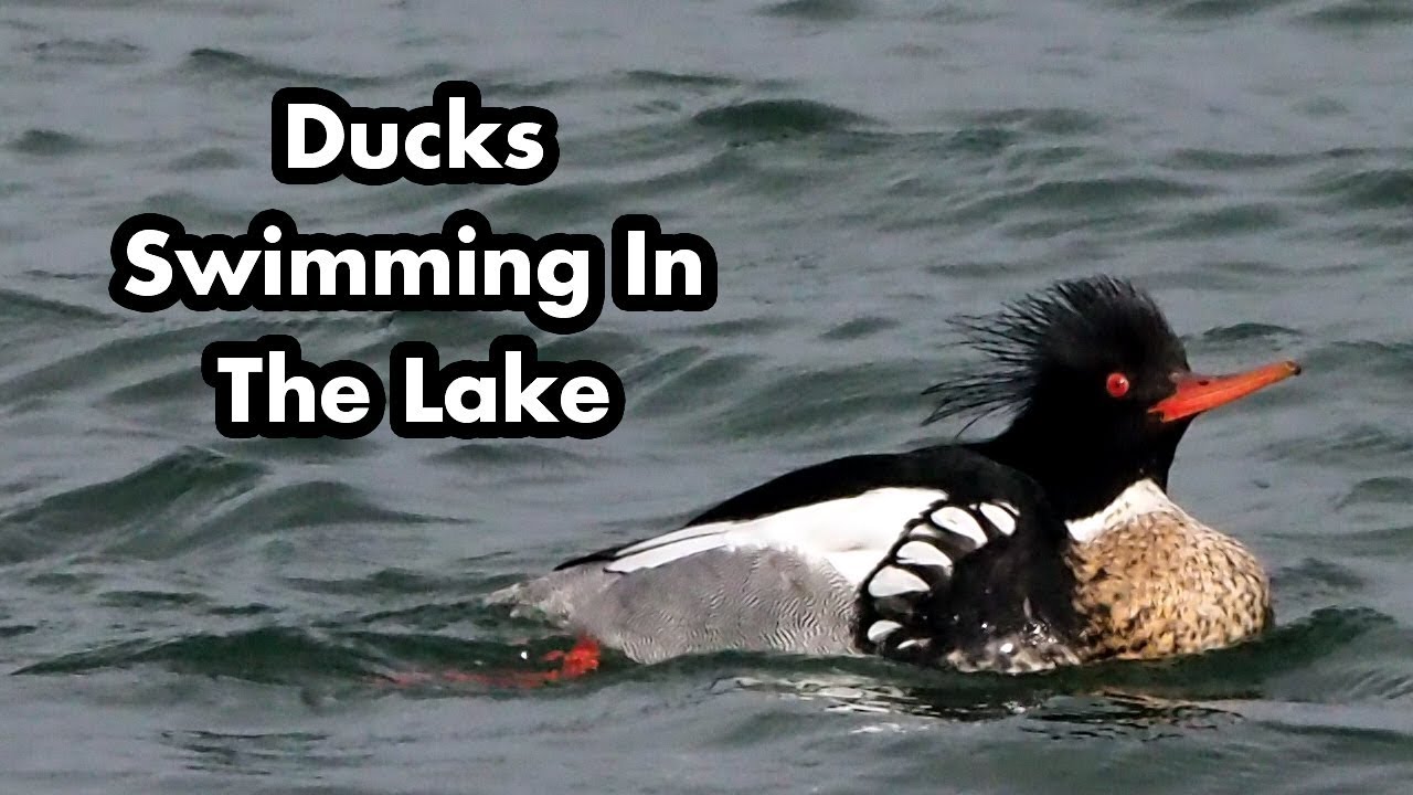 Diving Ducks At The Lake - Red-breasted Merganser