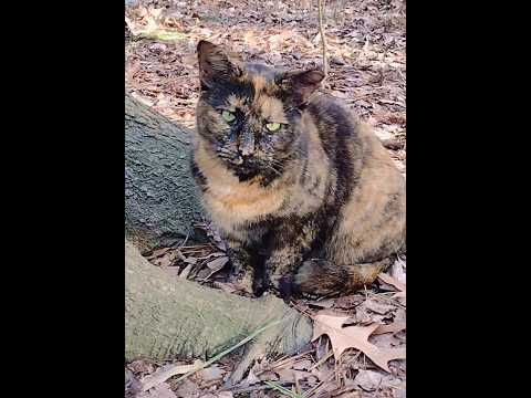 "Sassy Slapper!" ❤️ Gorgeous Tortoiseshell Cat #shorts
