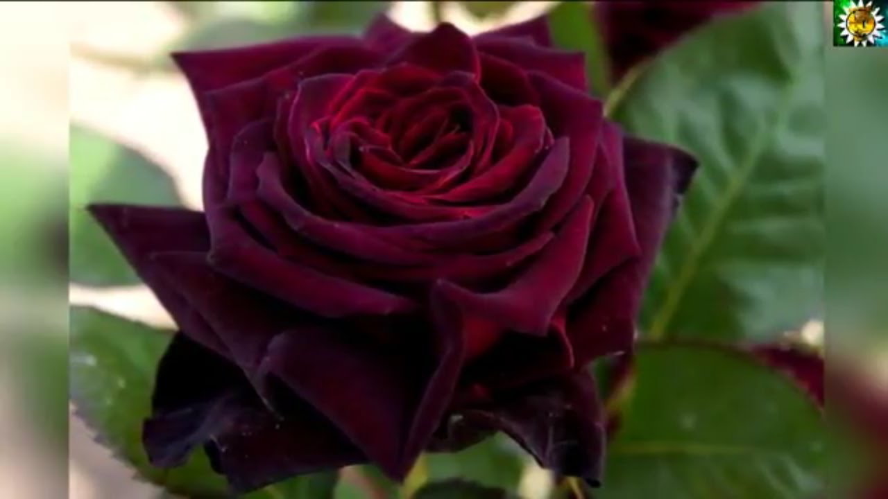 10 Most Beautiful Roses In The World
