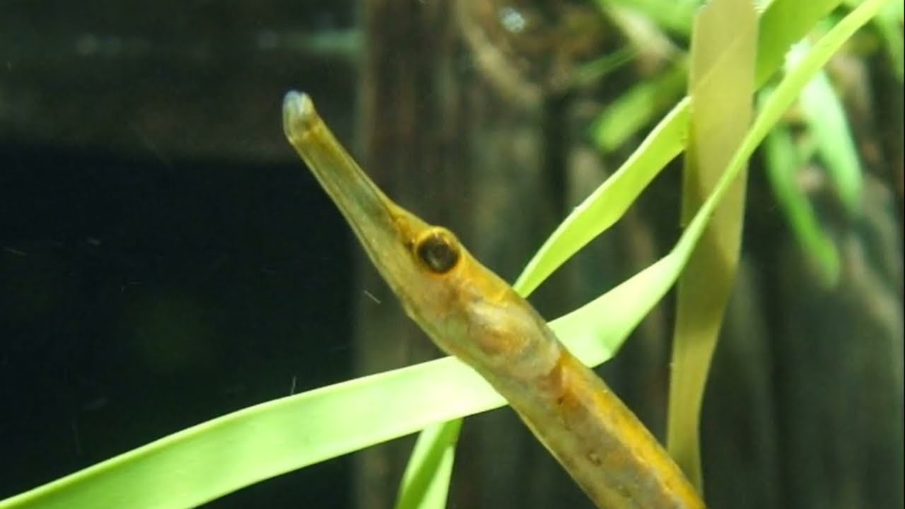 Facts: The Bay Pipefish