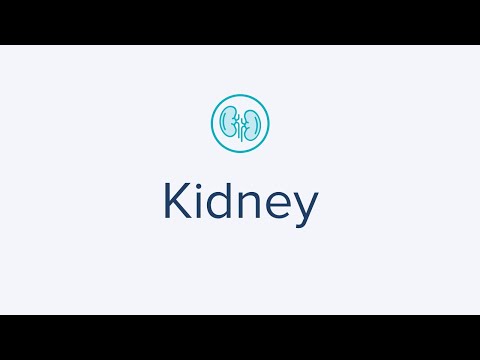 Kidney Test for Monitoring Kidney Function and Performance for a healthy you
