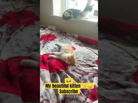 After eight hours shift he is taken nap ππ΄ π€£#catπ #viralvideo #funniestvideo #shorts