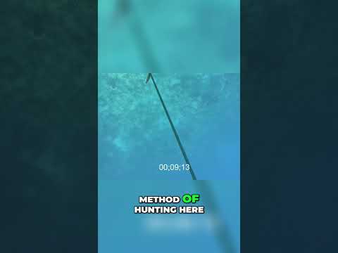 Hawaiian Sling vs. Spearfishing: Unique Bahamas Methods