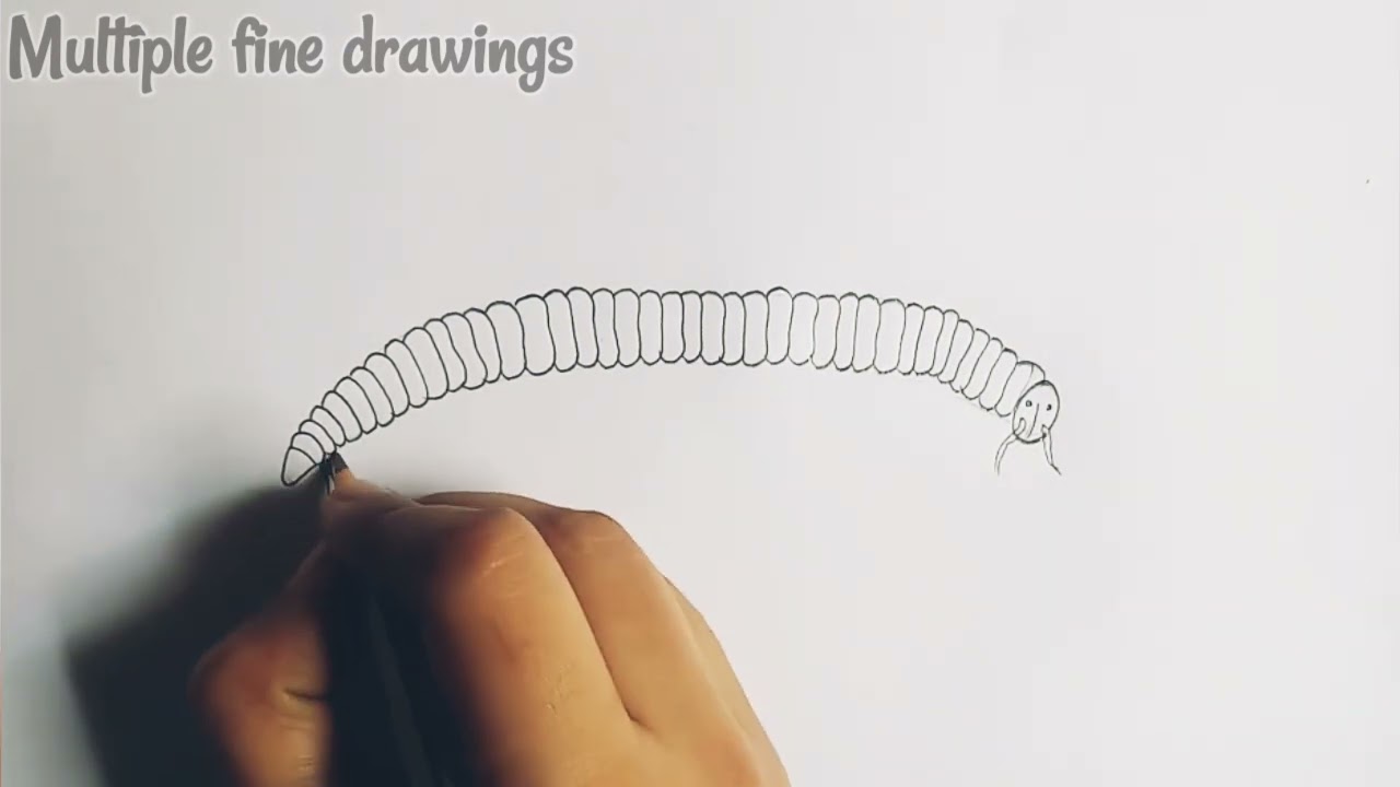 How to draw julus millipede || julus millipede diagram