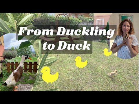 The Journey of My Indian Runner Ducks: From Hatchlings to Ducks