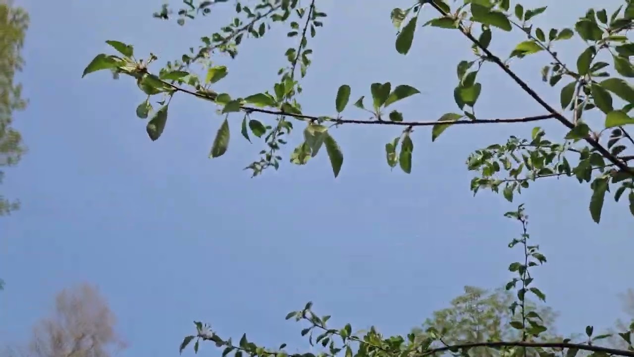 ID that Tree: Pin or Fire Cherry