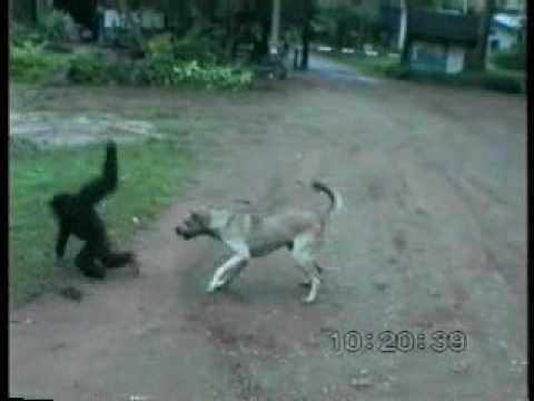 Monkey Business