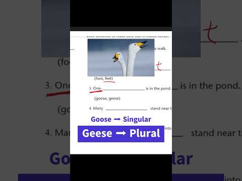Goose or Geese? #shorts #english #grammar #learning