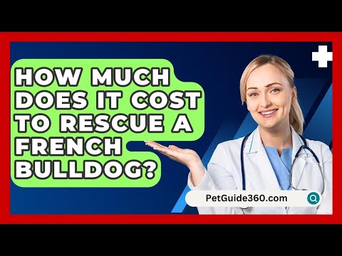 How Much Does It Cost To Rescue A French Bulldog? - PetGuide360.com
