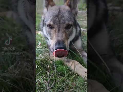 Wolfdog #fyp #foryou #wolfdog #czechoslovakianwolfdog #ceskoslovenskyvlcak #vlcak #photoshoot