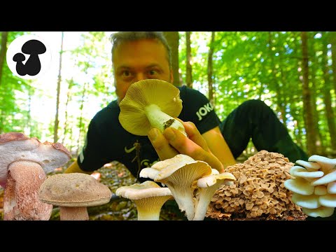Despite heat and drought: These edible mushrooms are growing surprisingly well now!