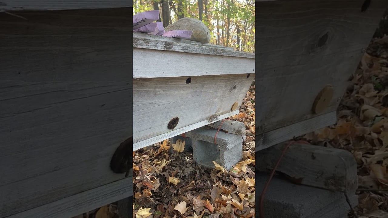 Bee Grant Proposal Example
