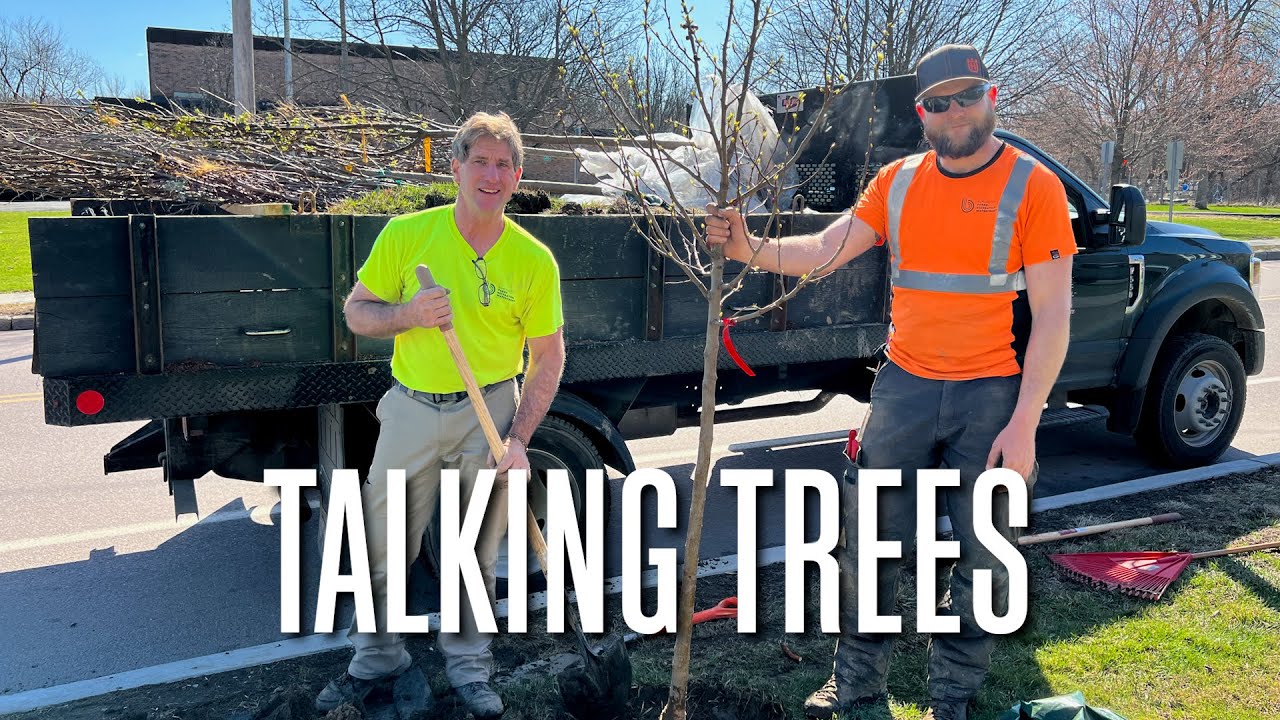 Talking Trees [Stuck in Vermont 664]