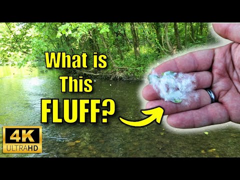 Cottonwood Trees and Their Mysterious Fluff