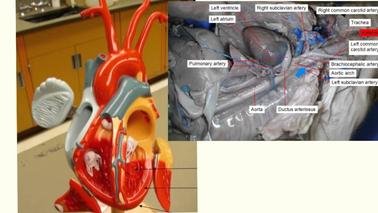 fetal pig anatomy: circulatory system
