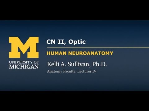 Nervous System: Optic Nerve (CN II)