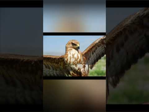 What does it mean to see a hawk in a dream? #rüyatabirleri #dreaminterpretations
