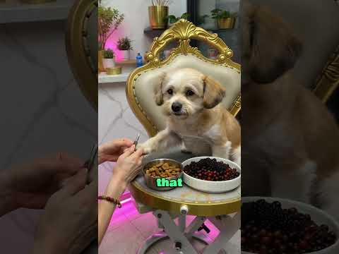$20 Vet vs. $2,000 Vet – What’s the REAL Difference?” #short #entertainment #dogshorts #funny