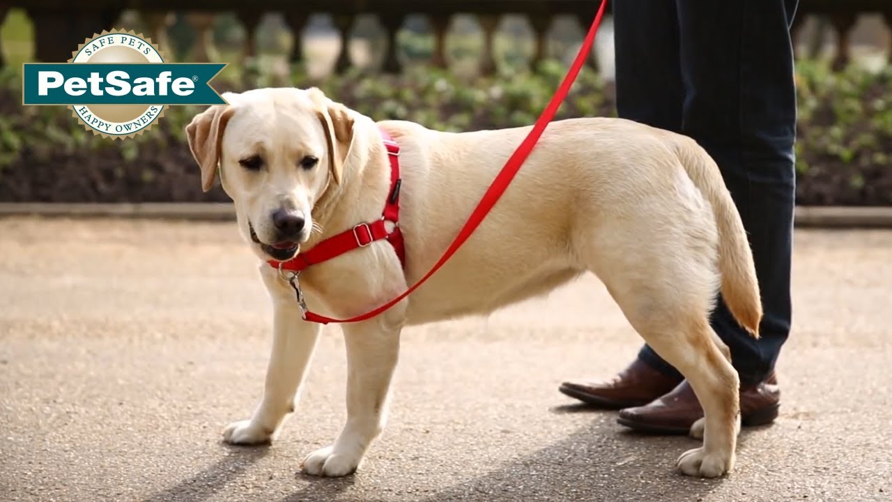 Harnais pour chien Easy walk PetSafe - Présentation