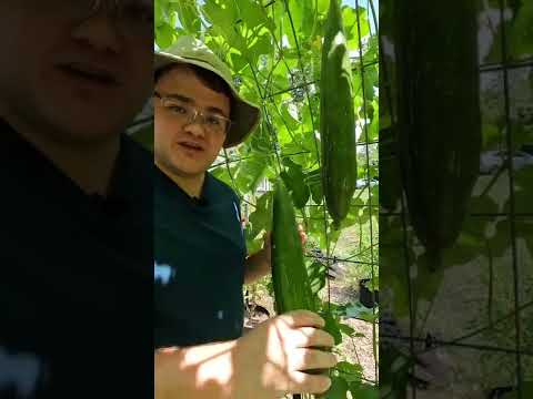 5 Luffa Facts from a Couple Backyard Gardeners!