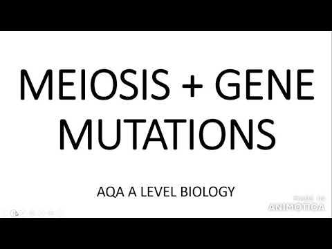 MEIOSIS + GENE MUTATIONS - AQA A LEVEL BIOLOGY + EXAM QUESTION RUN THROUGH