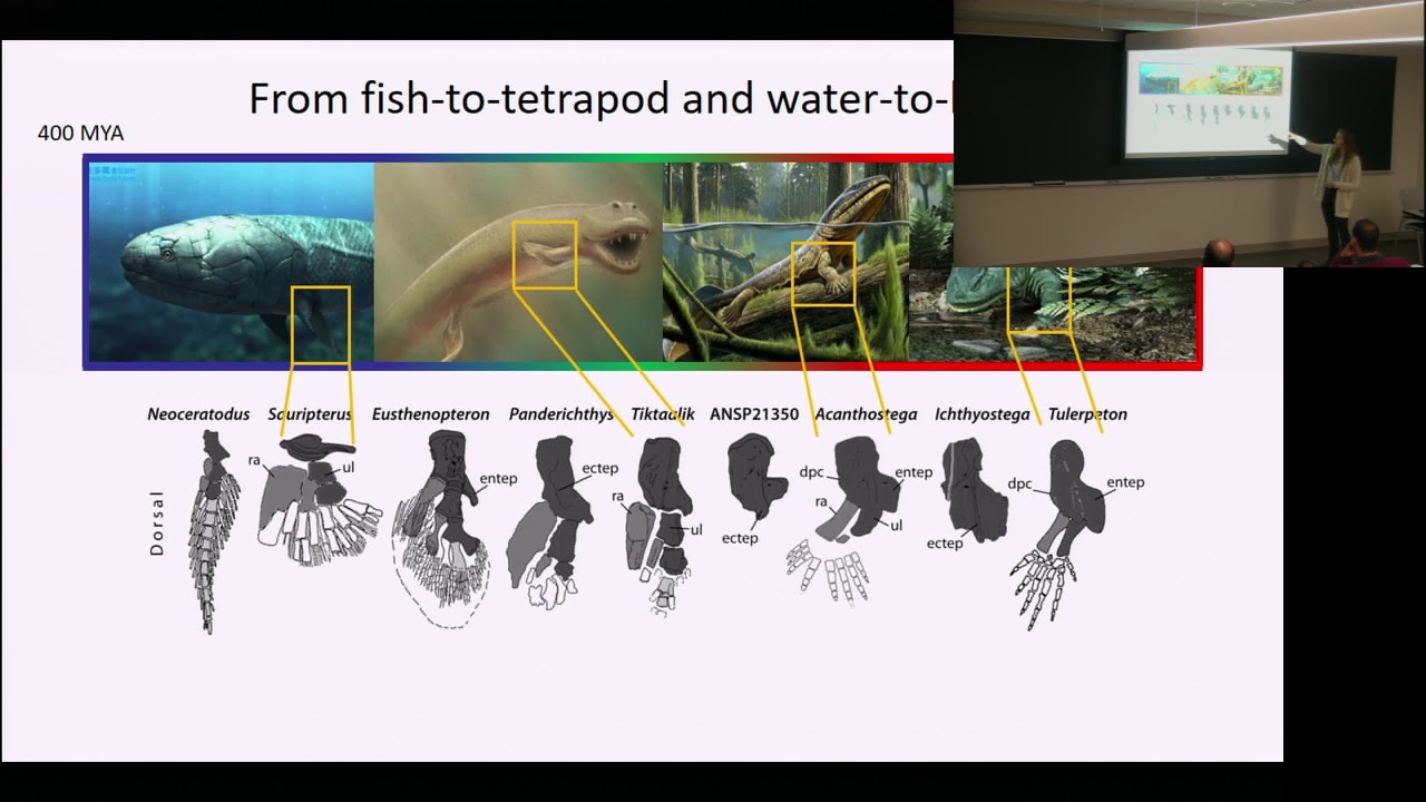 Using morphometry to reveal macroevolutionary patterns