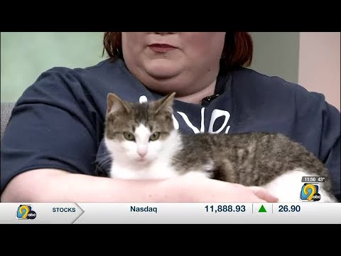 What to know about adopting a cat
