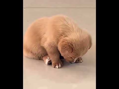 Cute puppy feels soβ¦..sleepy as play a lot whole day