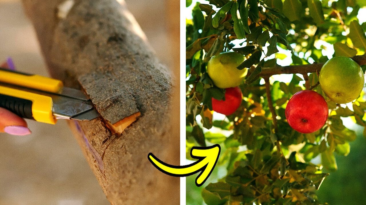 FORMAS INGENIOSAS DE CUIDAR TUS PLANTAS || CONSEJOS ÚTILES