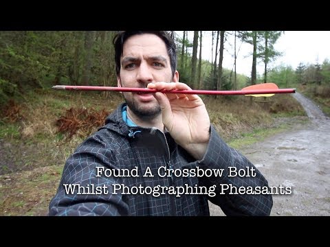 I Found A Crossbow Bolt Photographing Pheasants | Wildlife Photography Vlog