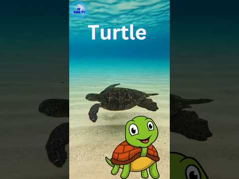 Turtle | learn turtle spelling, learning with IU kids tv, learn with fun