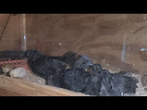 The BLACKEST Chicken To The BONE ! AYAM CEMANI SUPER RARE BREED !