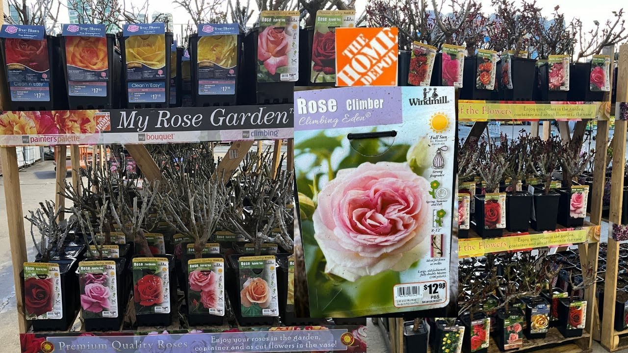 NEW ARRIVALS Shop with me at HOME DEPOT for Bare Root Roses