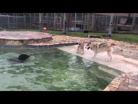 What is a lion wolf hybrid called?