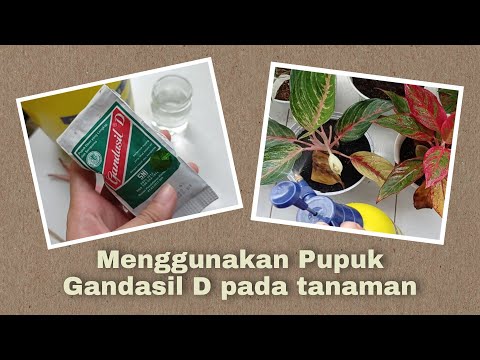 Menggunakan Pupuk Daun Gandasil D