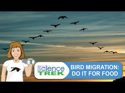 Bird Migration: Doing It For Food! | Science Trek