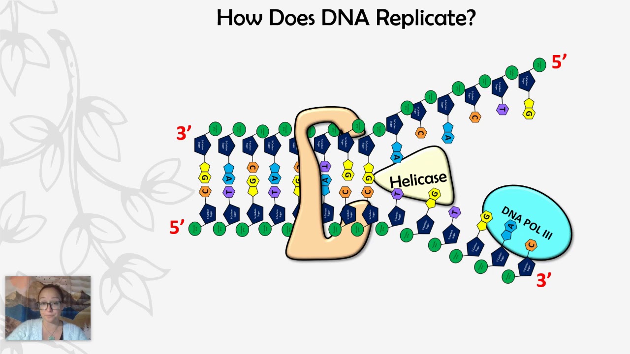 DNA Replication (AP Biology 6.2)