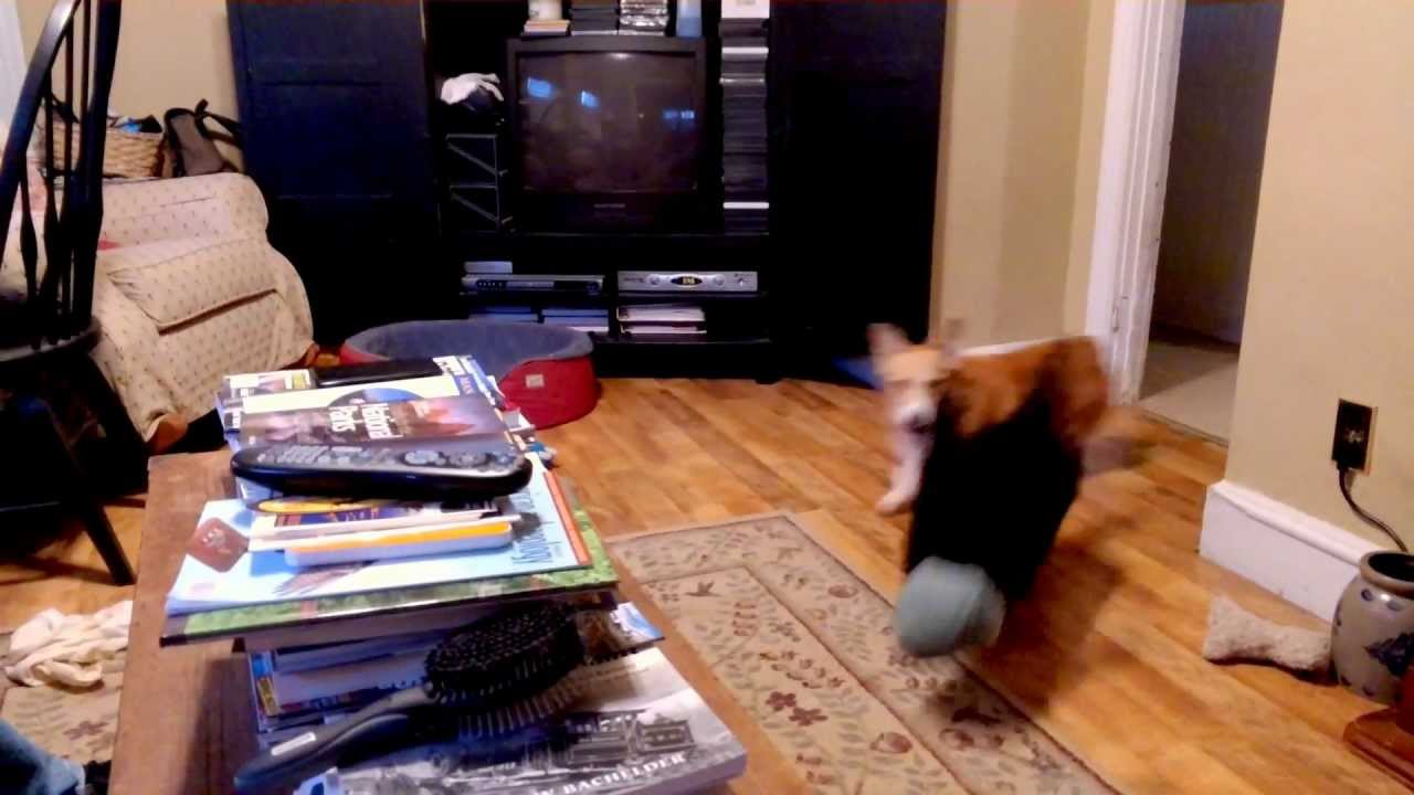 Corgi and Scottish terrier playing