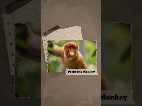 Meet the long-nosed crooner of Borneo! #ProboscisMonkey #Wildlife #FunnyAnimals #Borneo