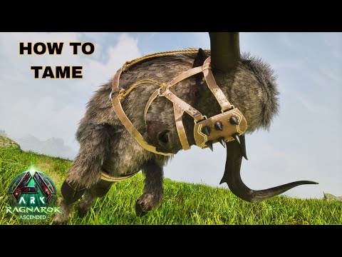 How to tame a Bison in ark survival ascended