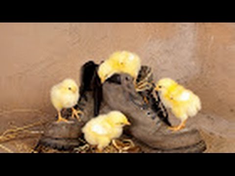 Sam Salem Live Stream