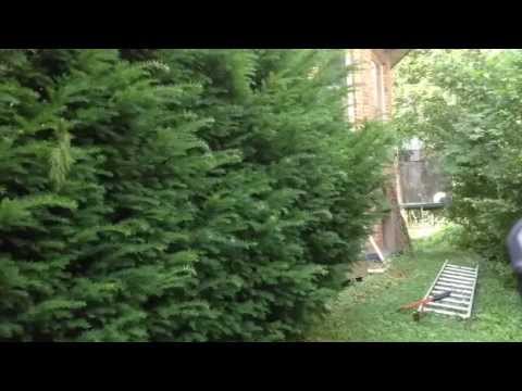 Shaping japanese yew